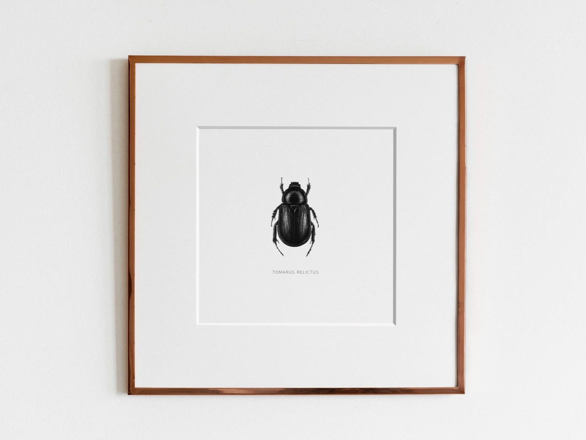 ElizabethAnnFrancis Tomarus Relictus Beetle 6X6" | Art Noise