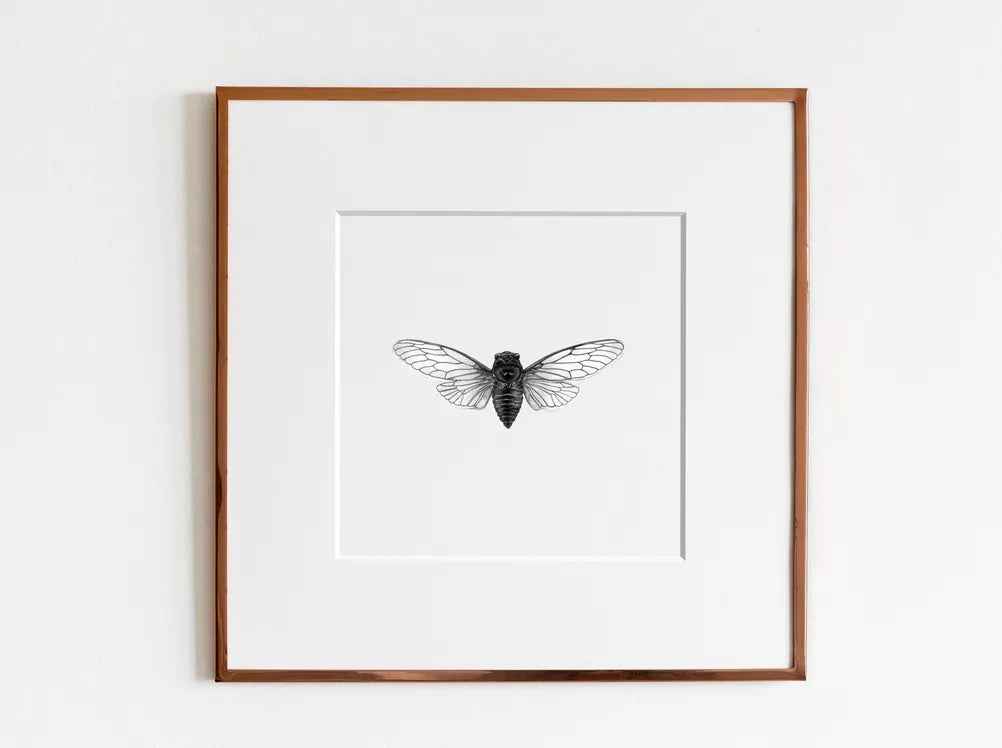 ElizabethAnnFrancis - Canadian Cicada (Okanagana canadensis) Print ...